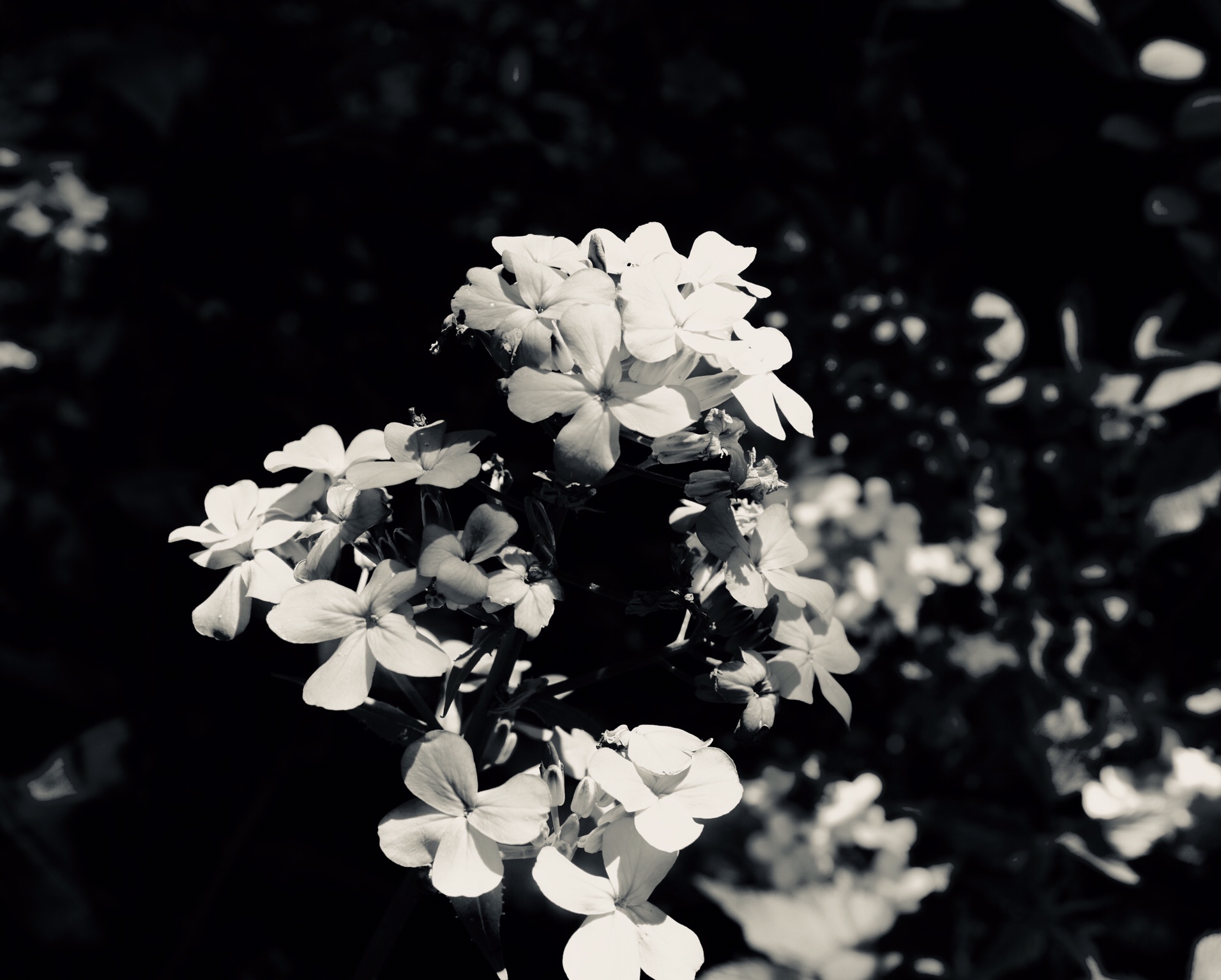 Monochrome Monday – Black and White Photography (15) – Meg Sorick ...