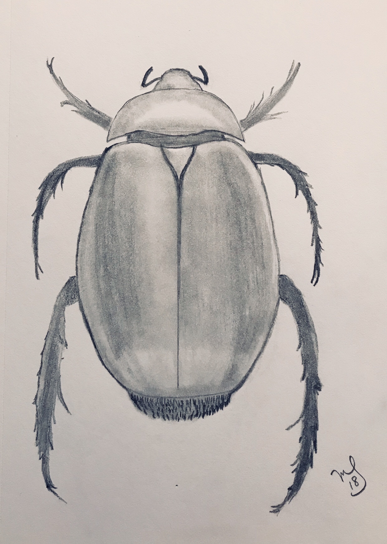 The Year Of Drawing Adventurously – Week 20: Bug – Meg Sorick, Author ...